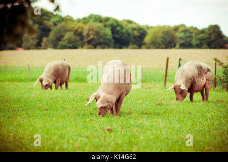 pigs in field. Healthy pig on meadow Stock Photo - Alamy