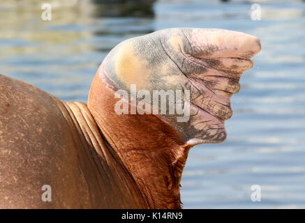 Male walrus (Odobenus rosmarus divergens) scratching neck with flipper ...
