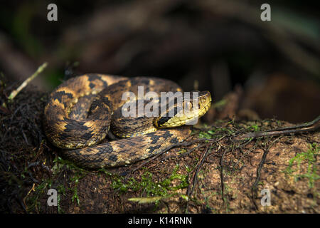 Jararacuçu pit-viper snake (Bothrops jararacussu Stock Photo - Alamy