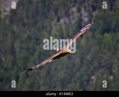 Golden Eagle with spread wings Stock Photo - Alamy