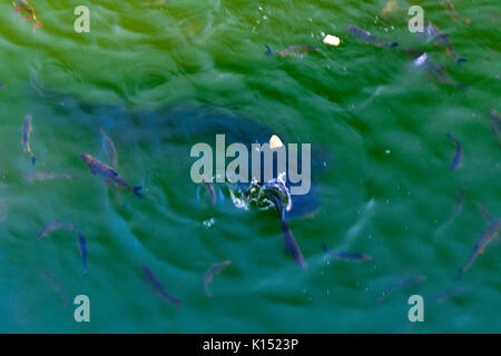 Fish catfish and ide live in ponds to cool the Chernobyl nuclear power ...