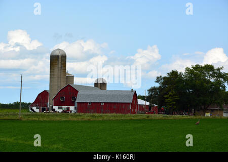 Wisconsin dairy farm with red barn and outbuildings and three tall ...