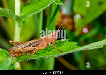 Iberian Field Grasshopper (Chorthippus jacobsi) Insecta Stock Photo - Alamy
