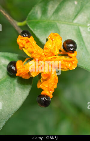 Turraea heterophylla (Turraea heterophylla), fruit Stock Photo - Alamy