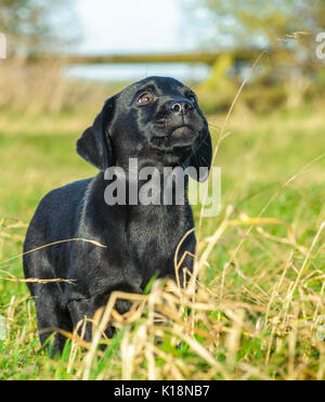 Young, ten week old, Black Labrador puppy on one his first outings sat ...