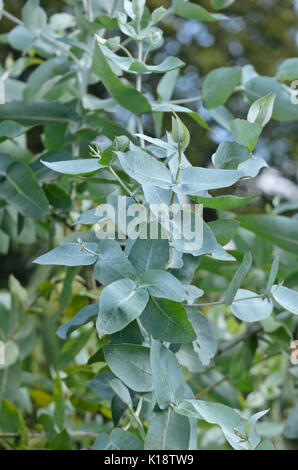 Blue gum (Eucalyptus globulus Stock Photo - Alamy