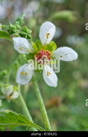 Loasa triphylla var. volcanica Stock Photo - Alamy