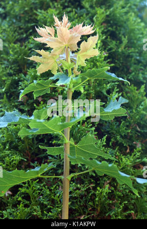 Red maple leaves on a sapling Stock Photo - Alamy