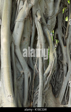 Interwined tree roots Stock Photo - Alamy