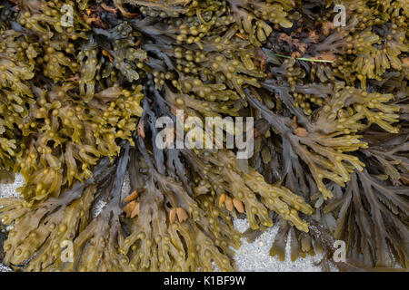 Channeled wrack (Pelvetia canaliculata) seaweed. Common brown algae ...