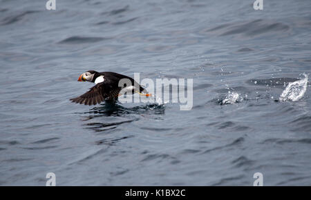 Puffin taking off from the ocean Stock Photo - Alamy
