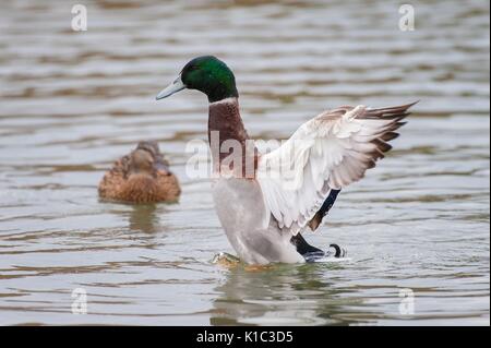 Male mallow ducks with wings spread Stock Photo - Alamy