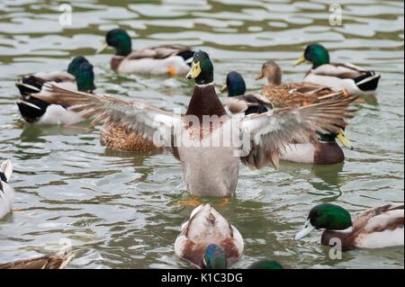 Male mallow ducks with wings spread Stock Photo - Alamy