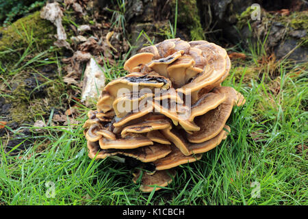 Fungi at the base of beech tree stump in garden in North Yorkshire ...