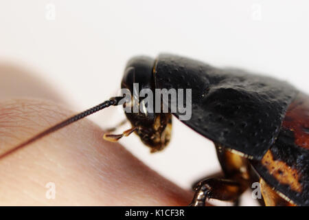 The close up photo of cockroach head isolated on white background Stock ...
