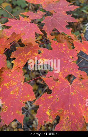 Sugar maple leaves in autumn color in the Upper Peninsula of Michigan ...