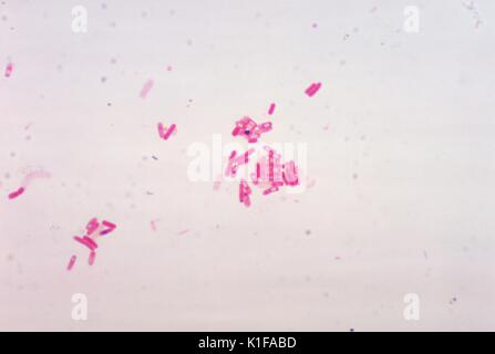 Bacillus subtilis Spore Stock Photo - Alamy