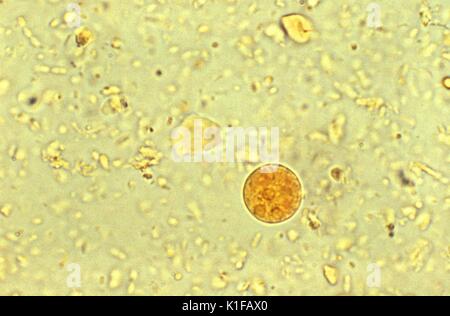Entamoeba Histolytica Under Microscope