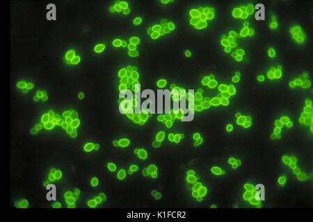 Candida albicans yeast cells, light micrograph Stock Photo - Alamy