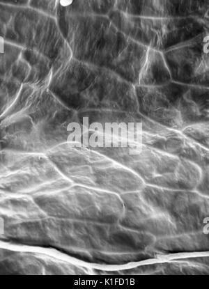 This electron micrograph reveals the textured surface of a blackberry ...