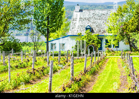 Vineyard with rows of grape plants, yellow dandelions and blue house in ...