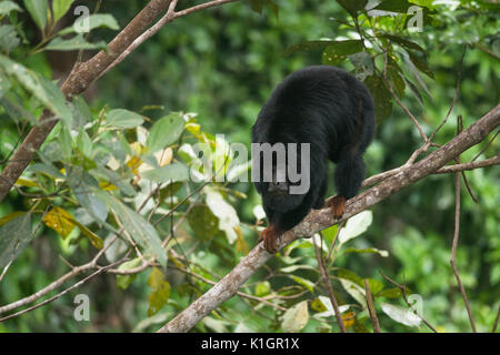 Red-handed Howler Monkey (Alouatta belzebul), on a tree, Brazil, Para ...