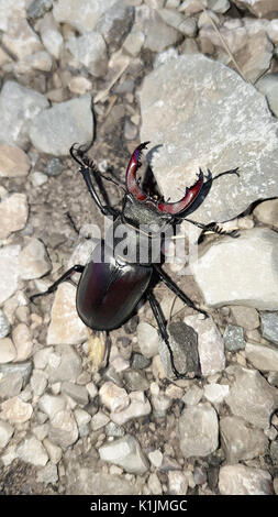 The stag beetle, Lucanus cervus Linnaeus, is a beetle of the Lucanidae ...