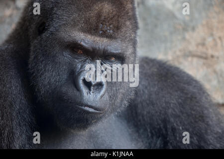 Silver Back Gorilla at the Bioparc in Valencia Stock Photo - Alamy