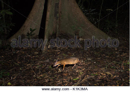 Lesser mouse-deer / kanchil / lesser Malay chevrotain (Tragulus kanchil ...