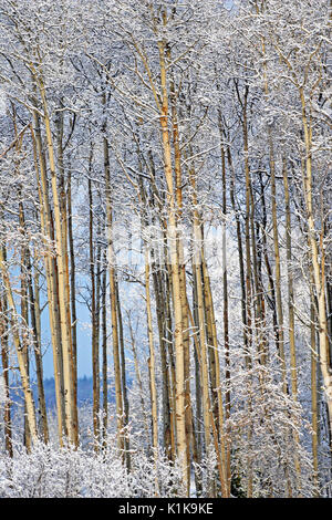 Winter Scenery of an Aspen Forest covered in fresh snow Stock Photo - Alamy