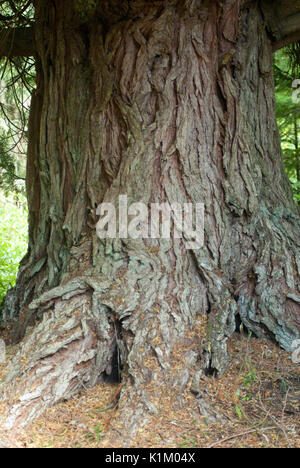 Very large, very old tree at the edge of my family's graveyard Stock ...