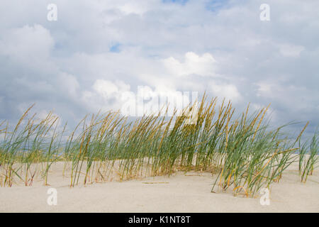 Sand Couch, forming an embryonic dune, the first stage of dune ...