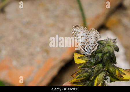 Leptotes cassius butterfly feeding on flower Stock Photo - Alamy