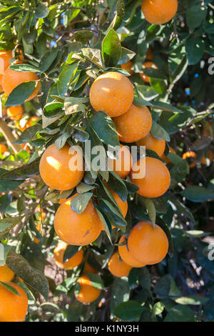 Tangerine orchard - California Stock Photo - Alamy