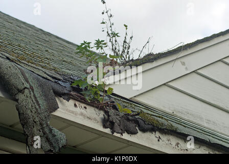 Maple sapling and weeds growing out of the gutter and roof of an ...