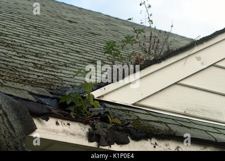 Maple sapling and weeds growing out of the gutter and roof of an ...