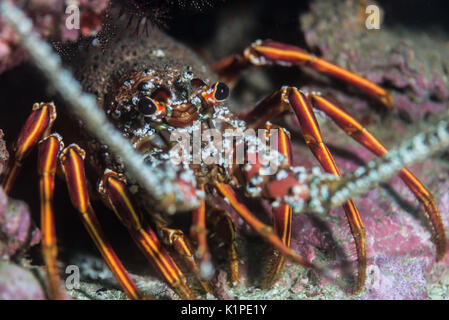 Big Japanese Spiny Lobster, Panulirus japonicus (von Siebold, 1824 ...