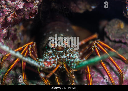 The Japanese spiny lobster, Panulirus japonicus. Known as Ise-Ebi in ...