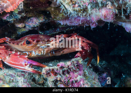 swimming crabs, Charybdis De Haan, 1833. Depth 3m Stock Photo - Alamy