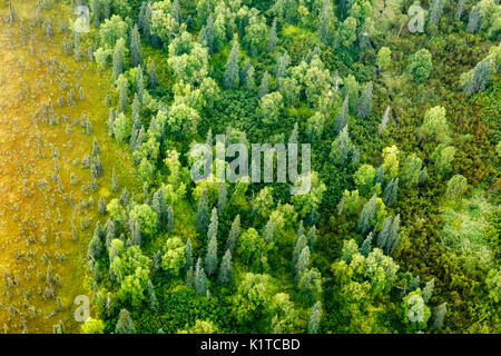 Aerial view of an abundance of varieties of tree and other yellow ...