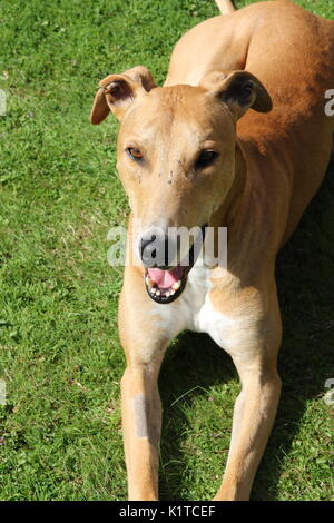 a cross-breed lurcher dog Stock Photo - Alamy