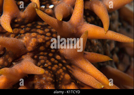 SEA CUCUMBER DETAIL, FIJI Stock Photo - Alamy