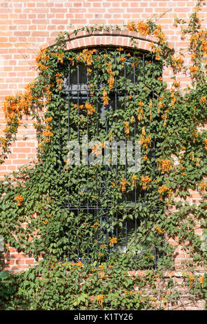 Clusters of bright orange trumpet creeper flowers bloom along the Grand ...