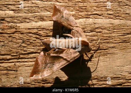 Giant silk moth cocoon Antheraea polyphemus on red maple branch Stock ...