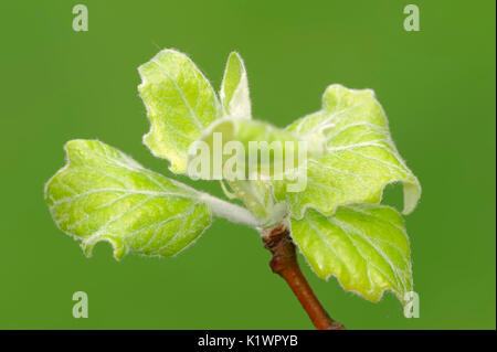 Grey Poplar (Populus x canescens, Populus canescens), leaves on a ...