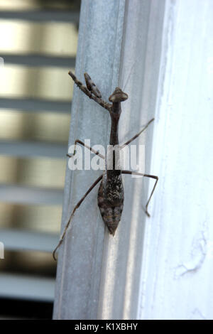 Praying Mantis on window frame Stock Photo - Alamy