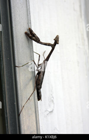 Praying Mantis on window frame Stock Photo - Alamy