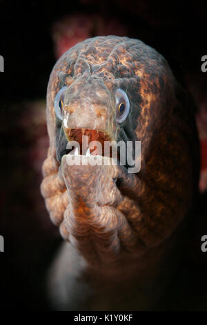 Masked Moray Eel, Gymnothorax breedeni, in hole in coral, Morgue dive ...