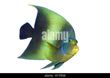 Semicircle Angelfish, Pomacanthus semicirculatus, Christmas Island ...