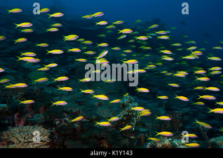 Shoal of Yellowback Anthias, Pseudanthias evansi, Christmas Island ...